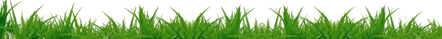 Grass hd png download | Grass png image with transprent backgrounds ...