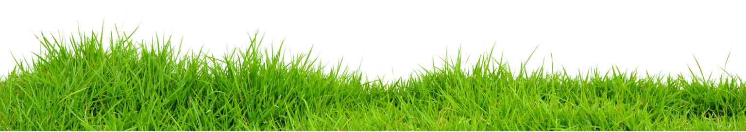 Grass hd png download | Grass png image with transprent backgrounds ...