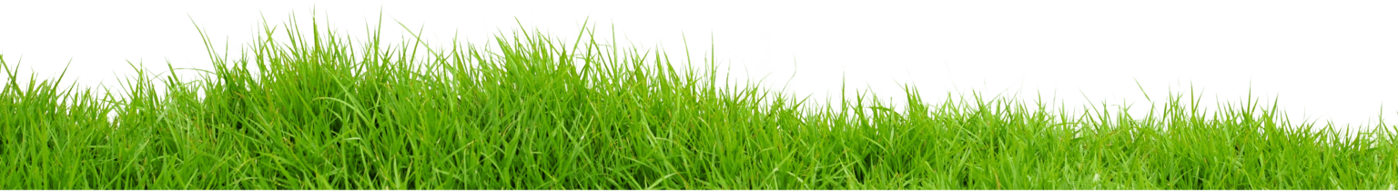 Grass hd png download | Grass png image with transprent backgrounds ...