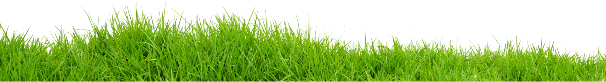 Grass hd png download | Grass png image with transprent backgrounds ...