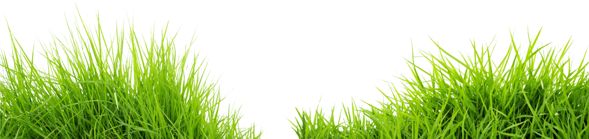 Grass hd png download | Grass png image with transprent backgrounds ...
